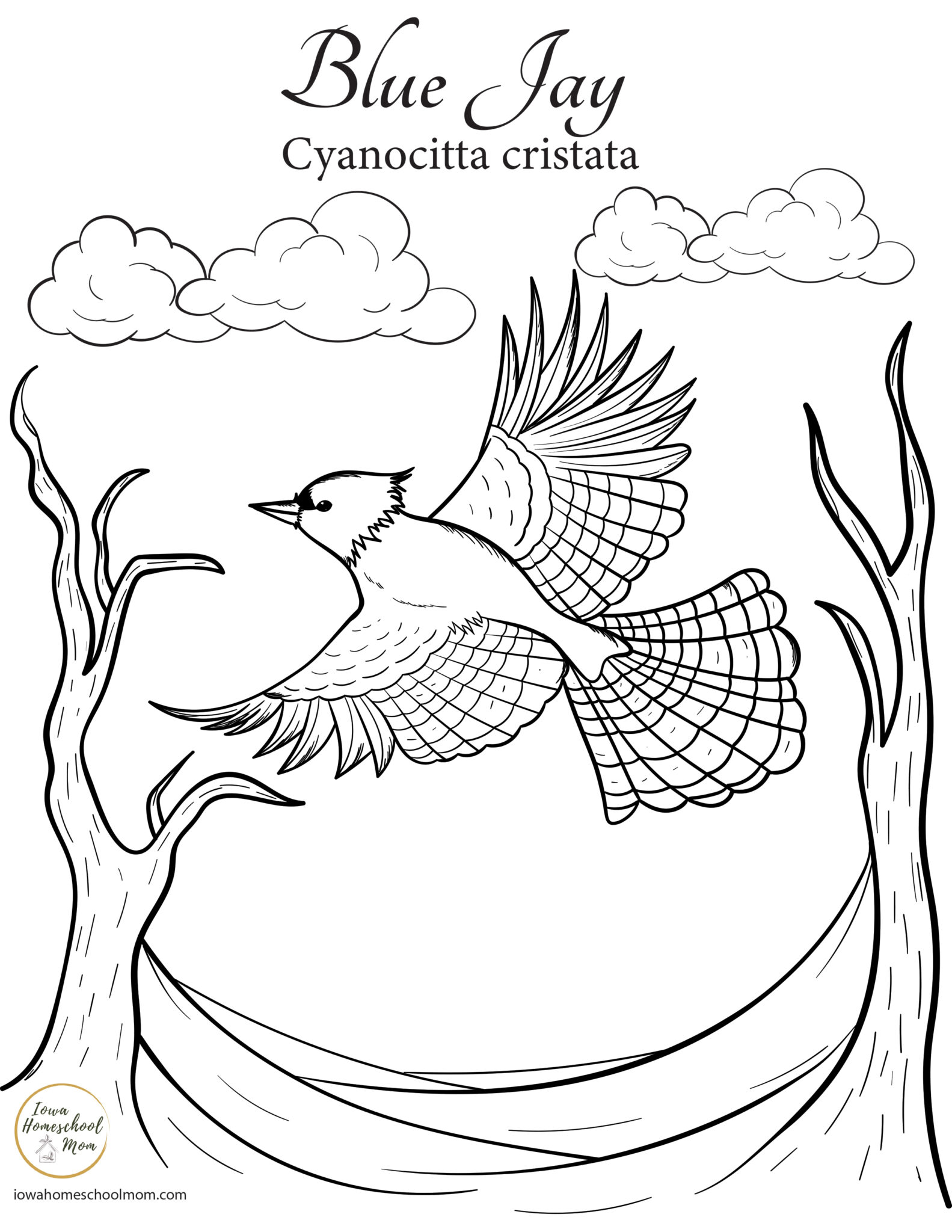 North American Songbird Coloring Pages | Free Printables - Prairie ...
